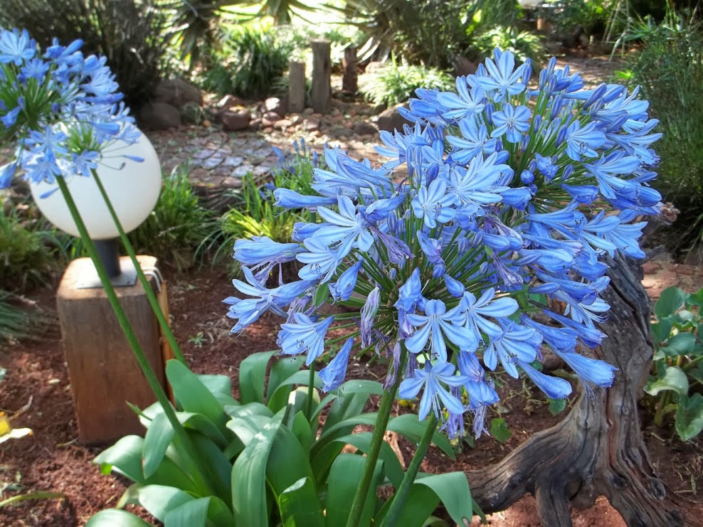 Agapanthus campanulatus – ONAFHANKLIK